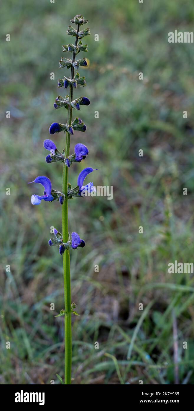 detailed close-up of Salvia patens 'Royal Blue' gentian sage in summer ...