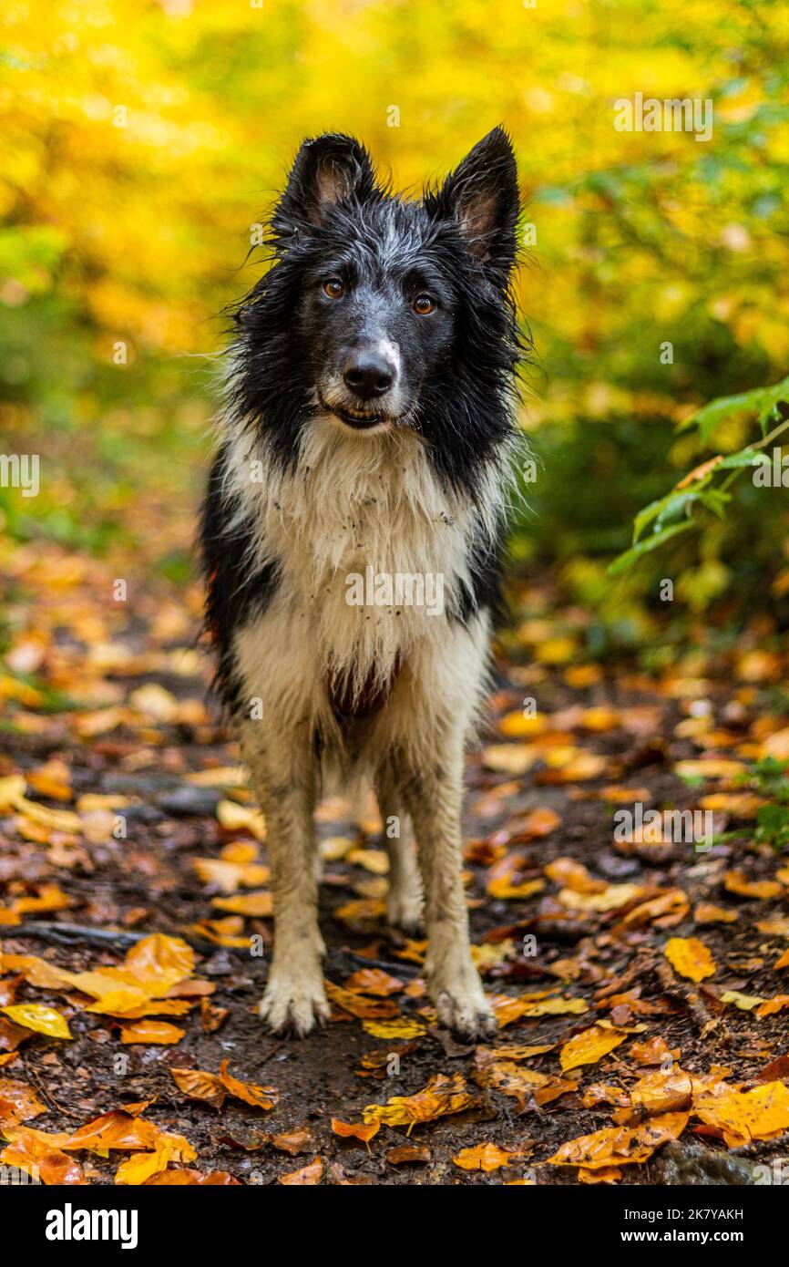 Collie breed dog in an autumn forest Stock Photo - Alamy