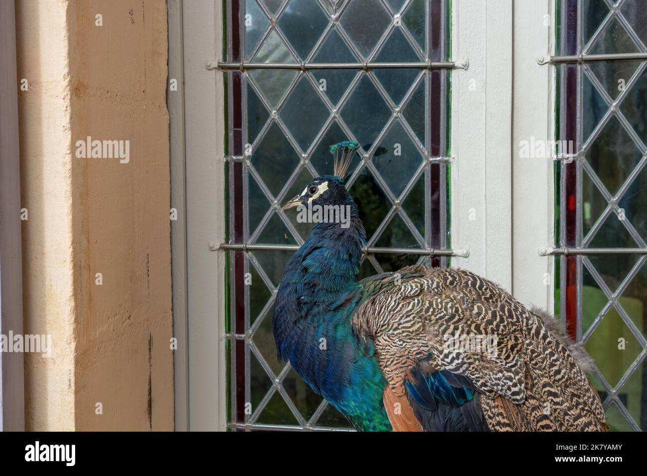 Indian peafowl plumage hi-res stock photography and images - Alamy