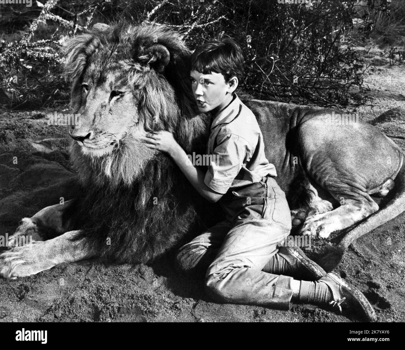 Pamela Franklin & Lion Film: The Lion (1963) Characters: Tina Director ...
