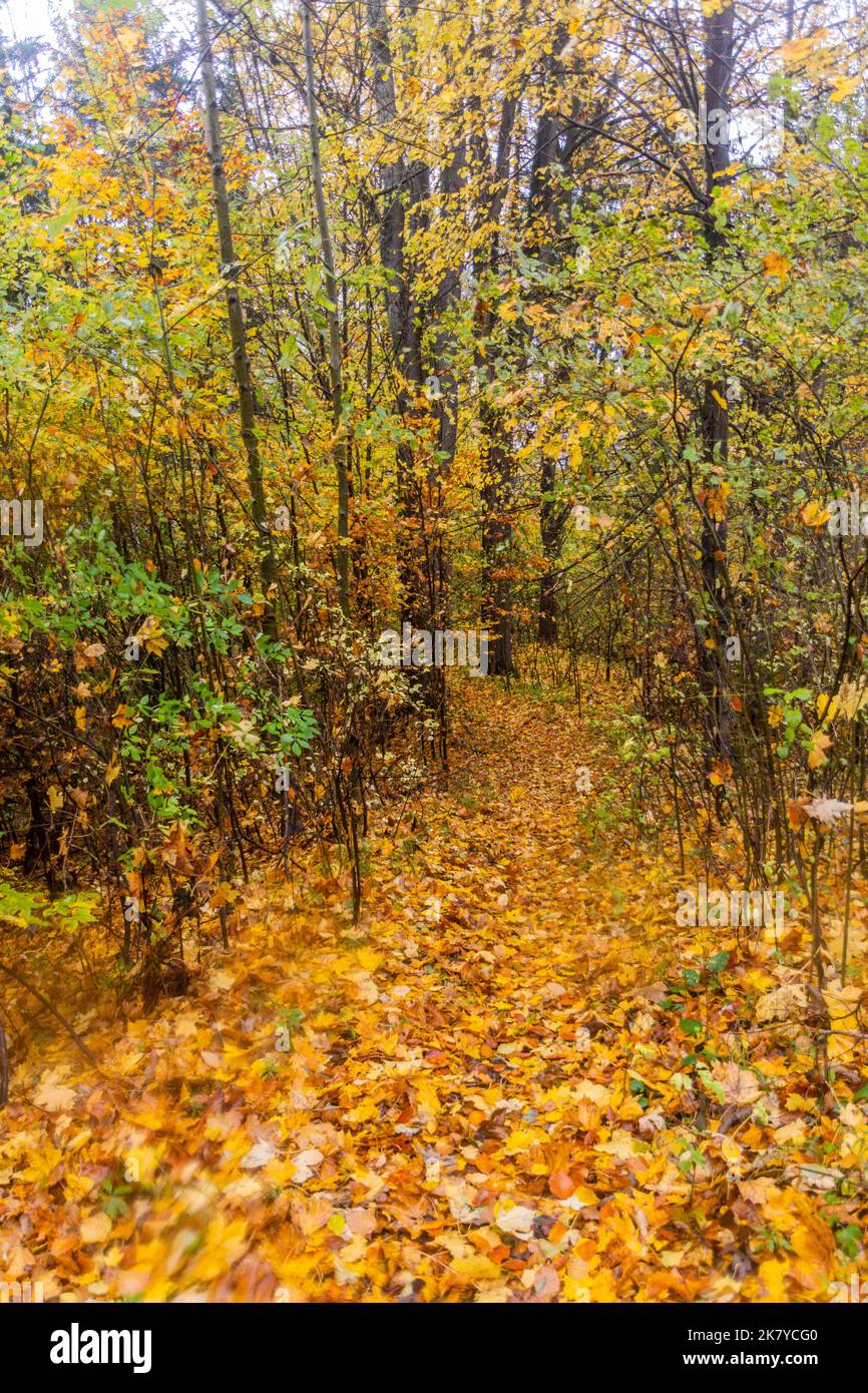 Autumn view of a forest path at Andrluv Chlum mountain near Usti nad ...