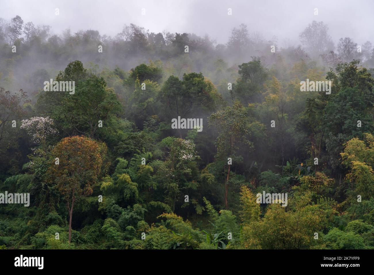 Scenic tropical forest landscape with low clouds on mountain slope ...