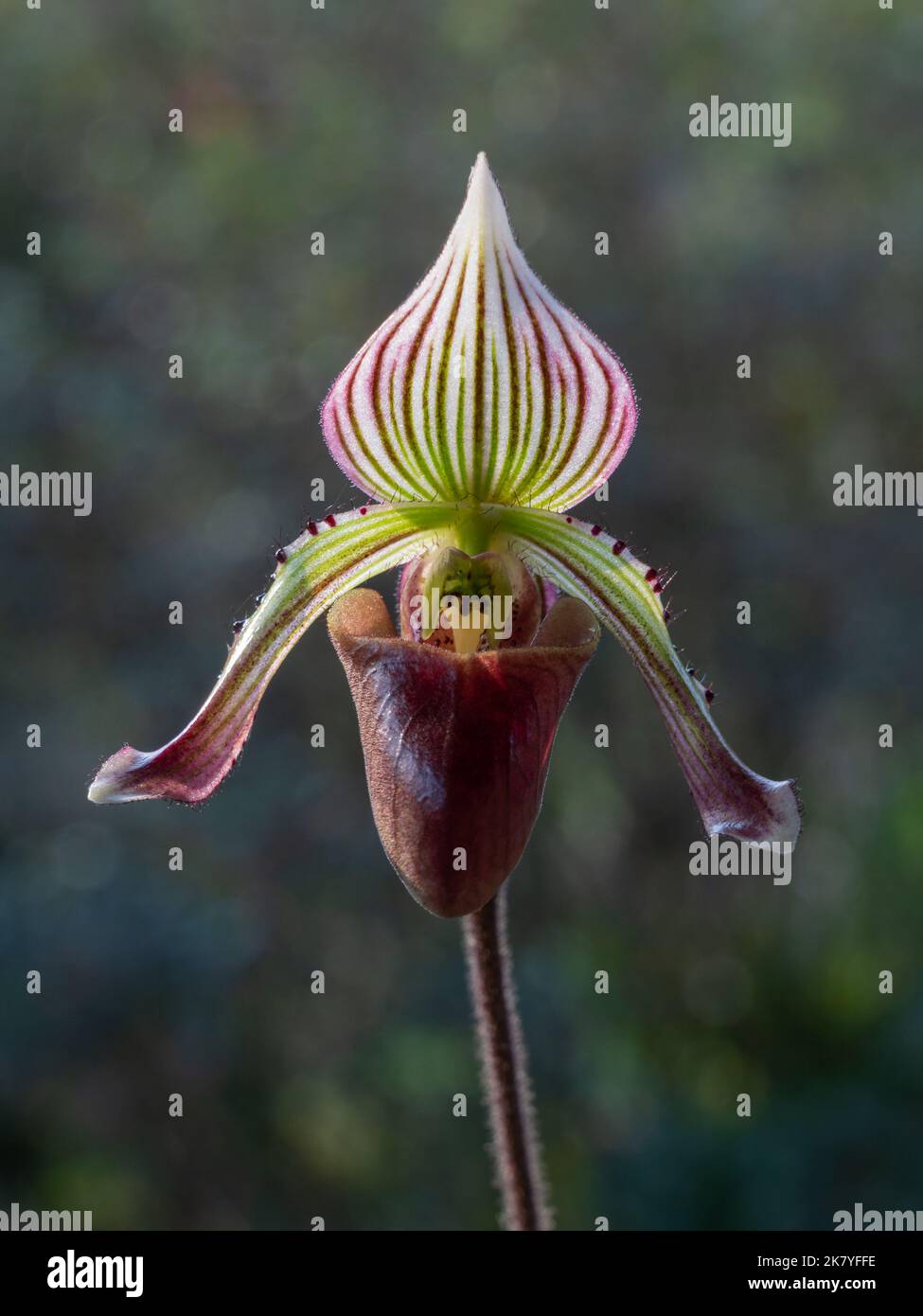Closeup front view of beautiful purple, white and green lady slipper orchid flower paphiopedilum ...