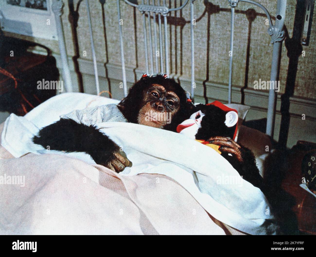 Monkey's uncle hi-res stock photography and images - Alamy