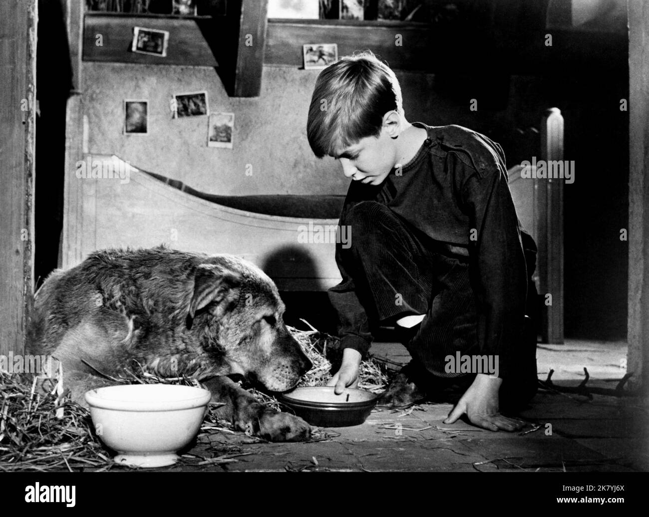 David Ladd Film A Dog Of Flanders (1960) Characters: Nello Daas ...