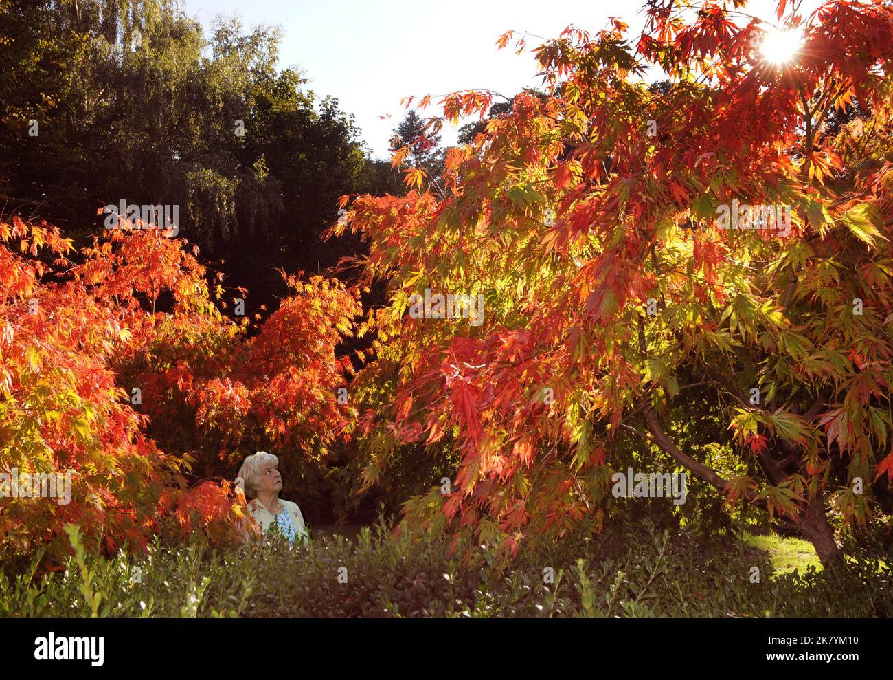 A colourful walk through the Japanese Garden at Kingston Lacey, Dorset ...