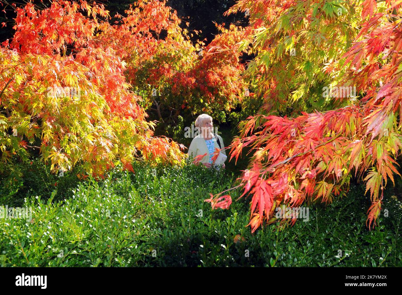 A colourful walk through the Japanese Garden at Kingston Lacey, Dorset ...