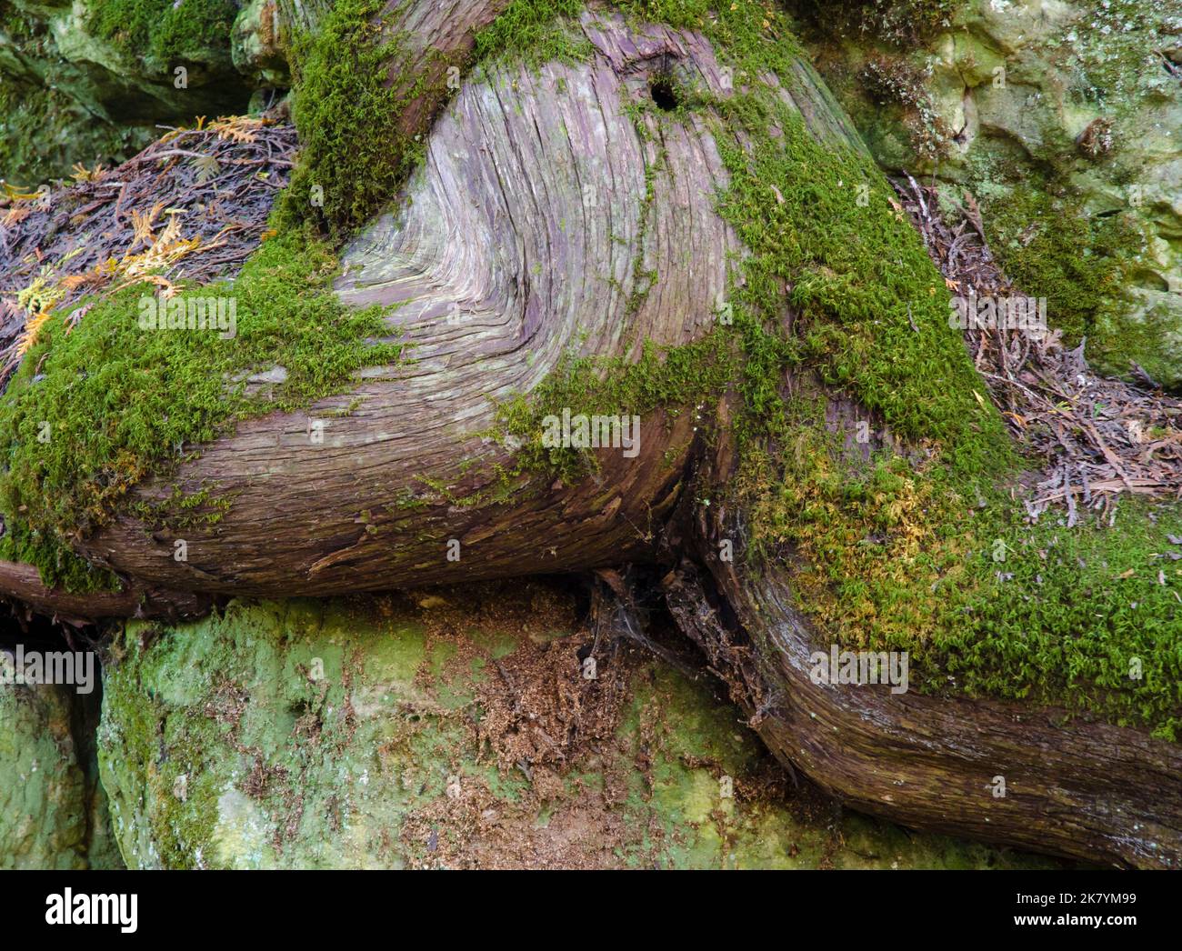 Cedar roots look like a runner jumping a hurdle on the limestone wall ...
