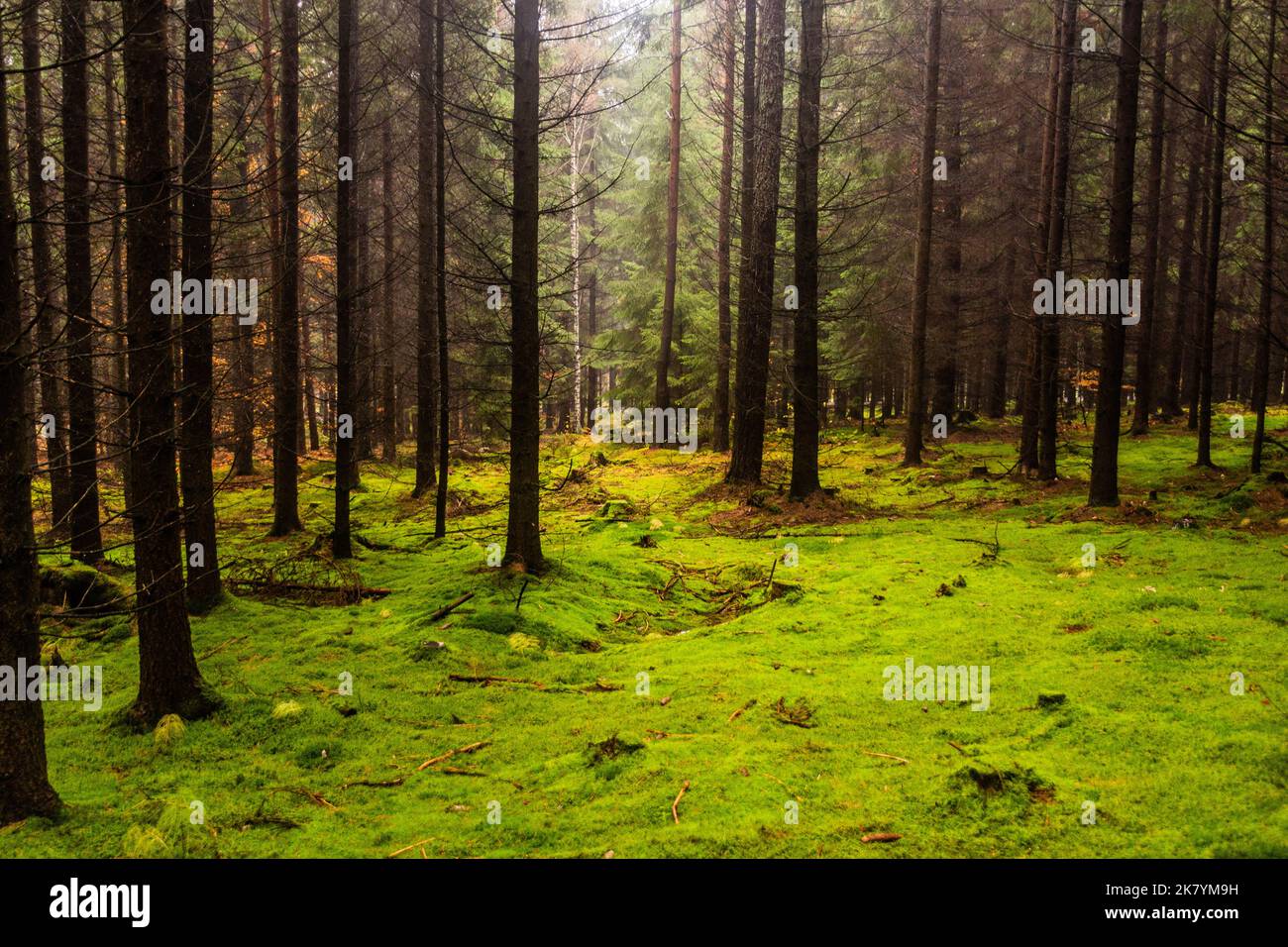 Moss covered forest in the Czech Republic Stock Photo - Alamy