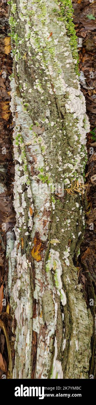 A log lays on the forest floor, Ellison Bluff County Park, Door County ...