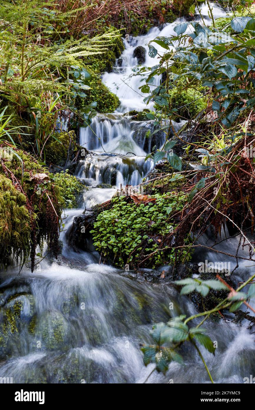 Stream meandering down rocks with plants and vegetation, slow shutter ...