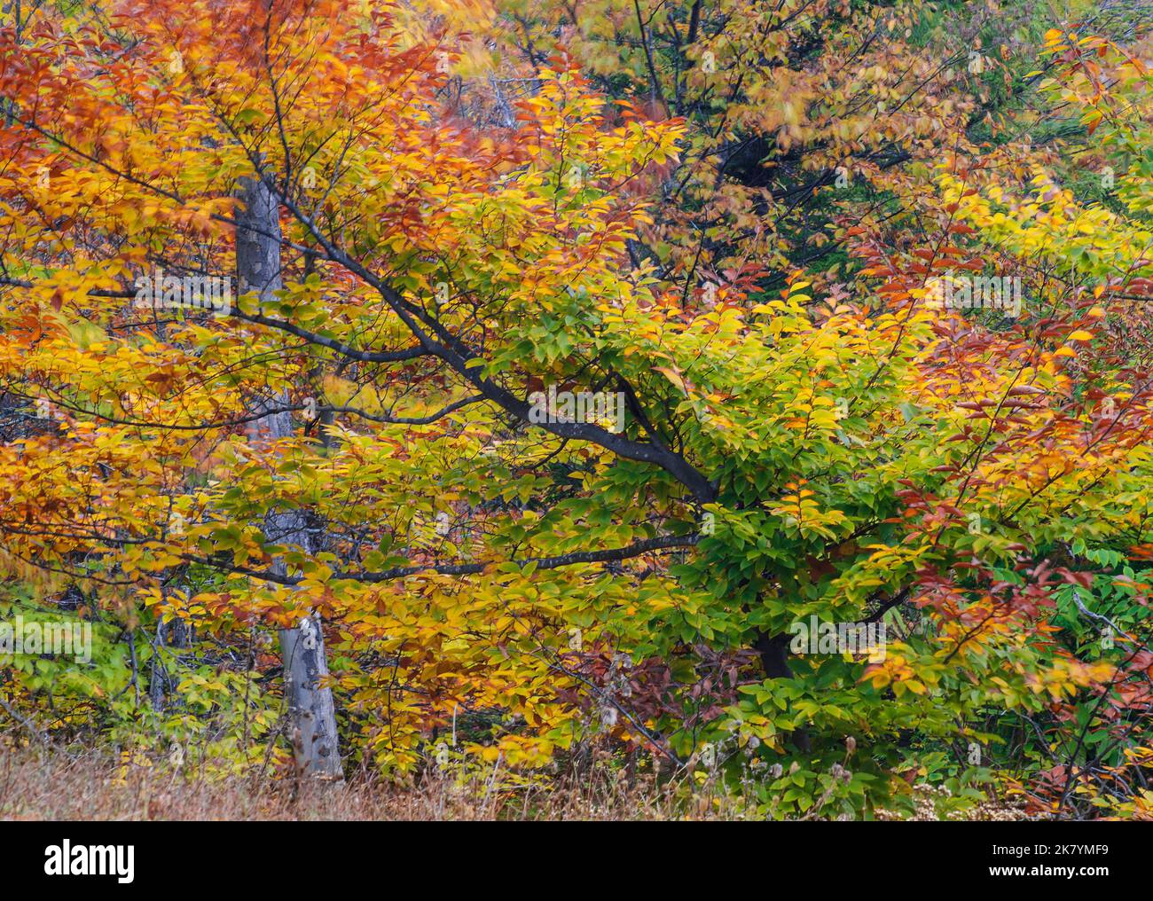 Autumn foliage highlights the forest along Wisconsin Highway 42 in Door ...
