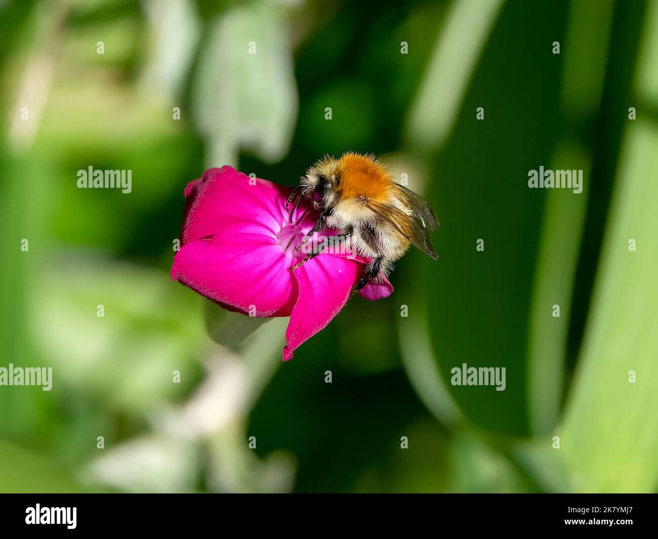 Macro shot of a bee or bumblebee: details that are otherwise hard to ...