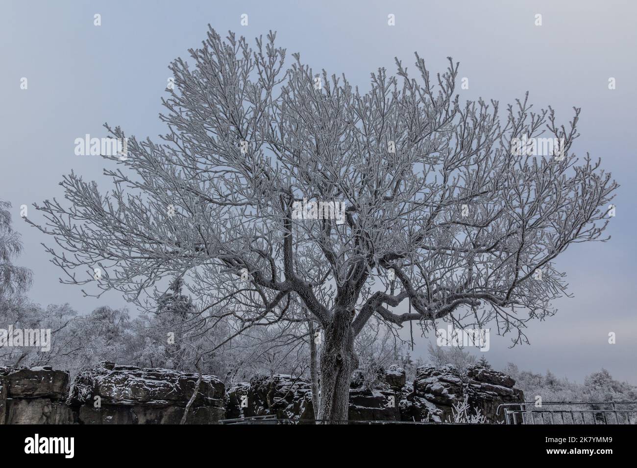 Tree covered in an ice Stock Photo - Alamy