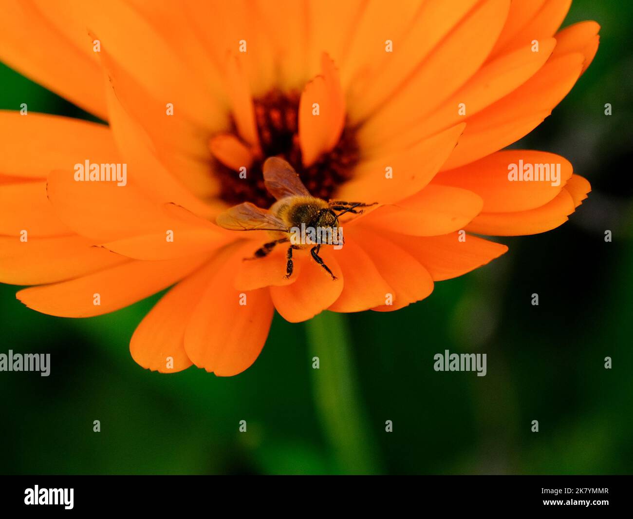 Macro shot of a bee or bumblebee: details that are otherwise hard to ...