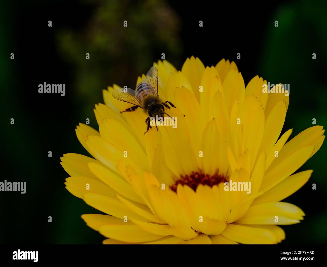Macro shot of a bee or bumblebee: details that are otherwise hard to ...