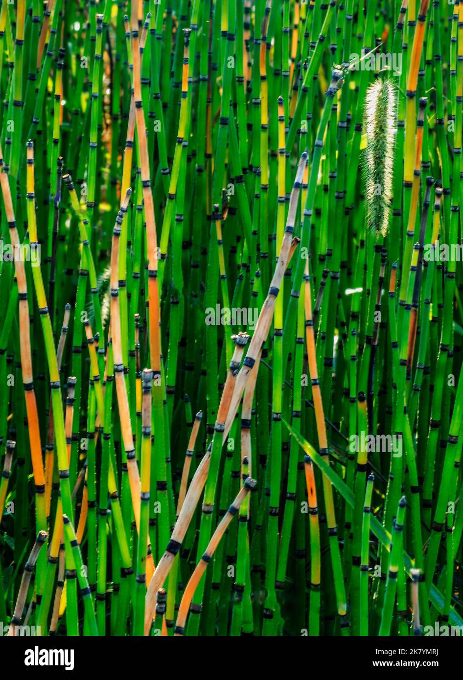Horsetails grown in a wet area in Midewin National Tallgrass Prairie ...