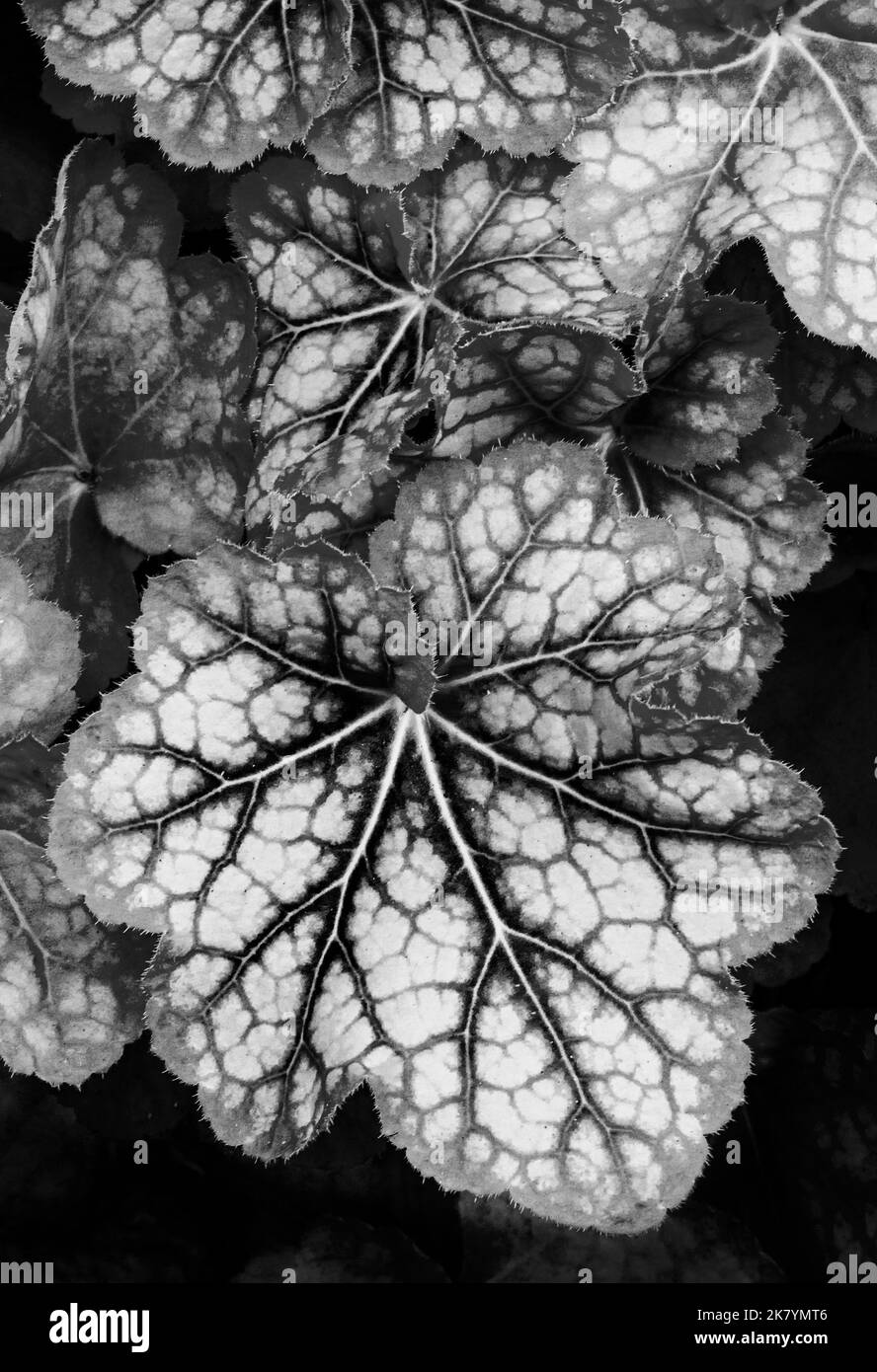 Flower and suburban Black and White Stock Photos & Images - Alamy