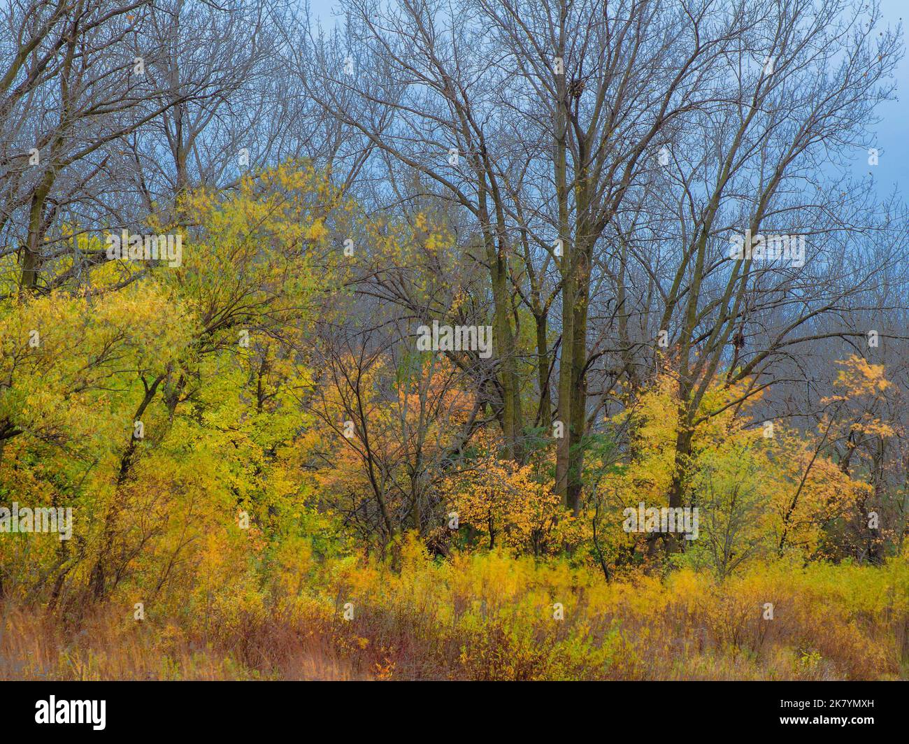 The last remnants of fall show on the understory shrubs and trees, Rock ...