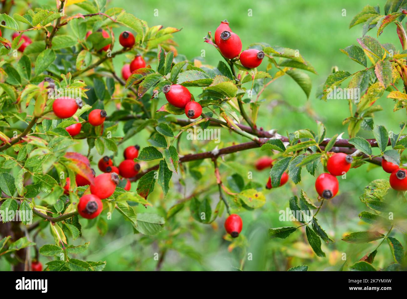 Rose hips growing tree branch hi-res stock photography and images - Alamy