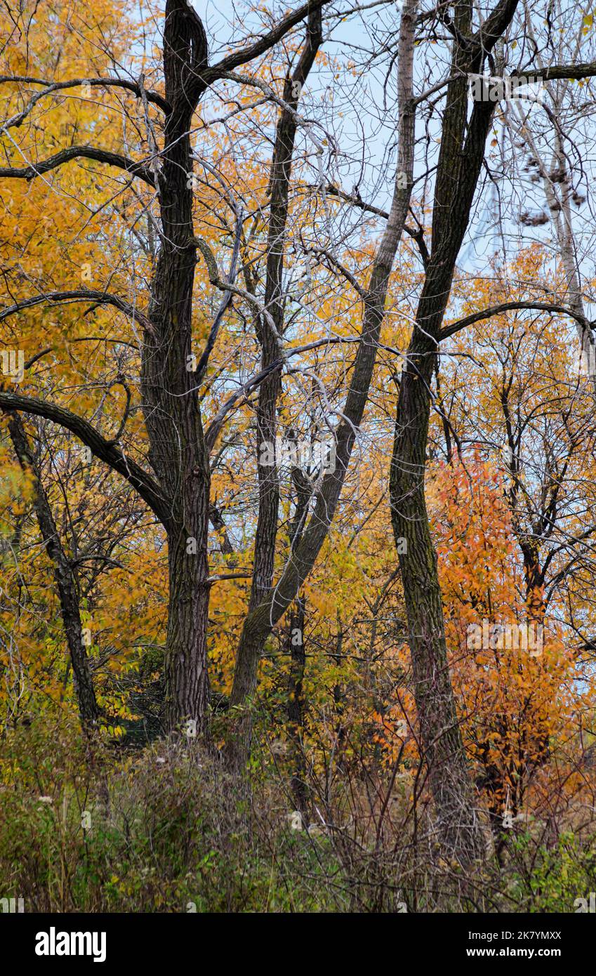 Autumn color dominates the scrub forest at Rock Run Forest Preserve ...