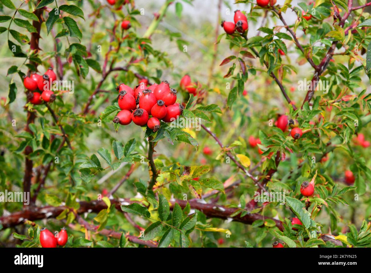 Wild growing rose hips at the edge of the forest Stock Photo - Alamy
