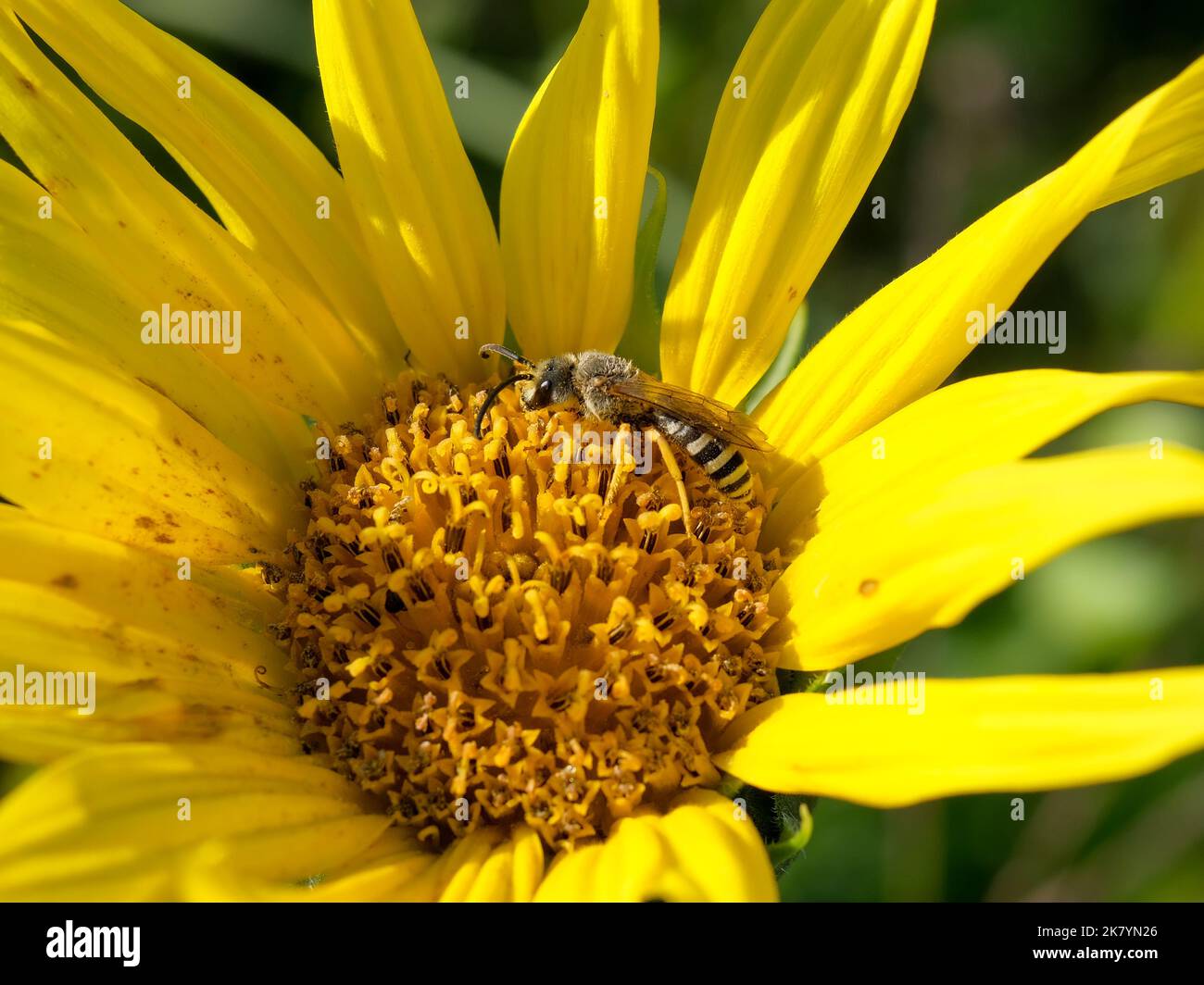Macro shot of a bee or bumblebee: details that are otherwise hard to ...