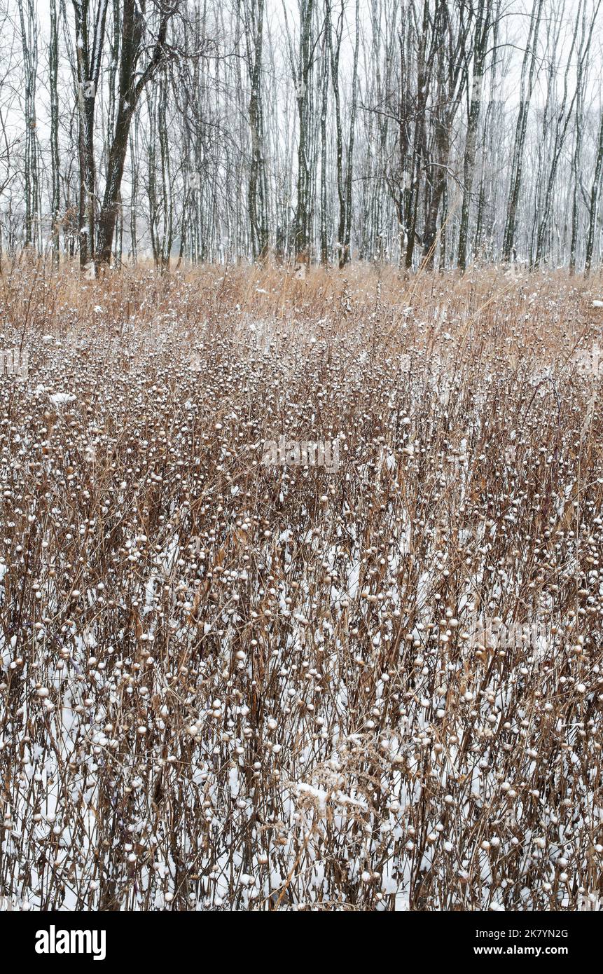 The rdied up grasses and the seedheads of the black-eyed susans in this ...