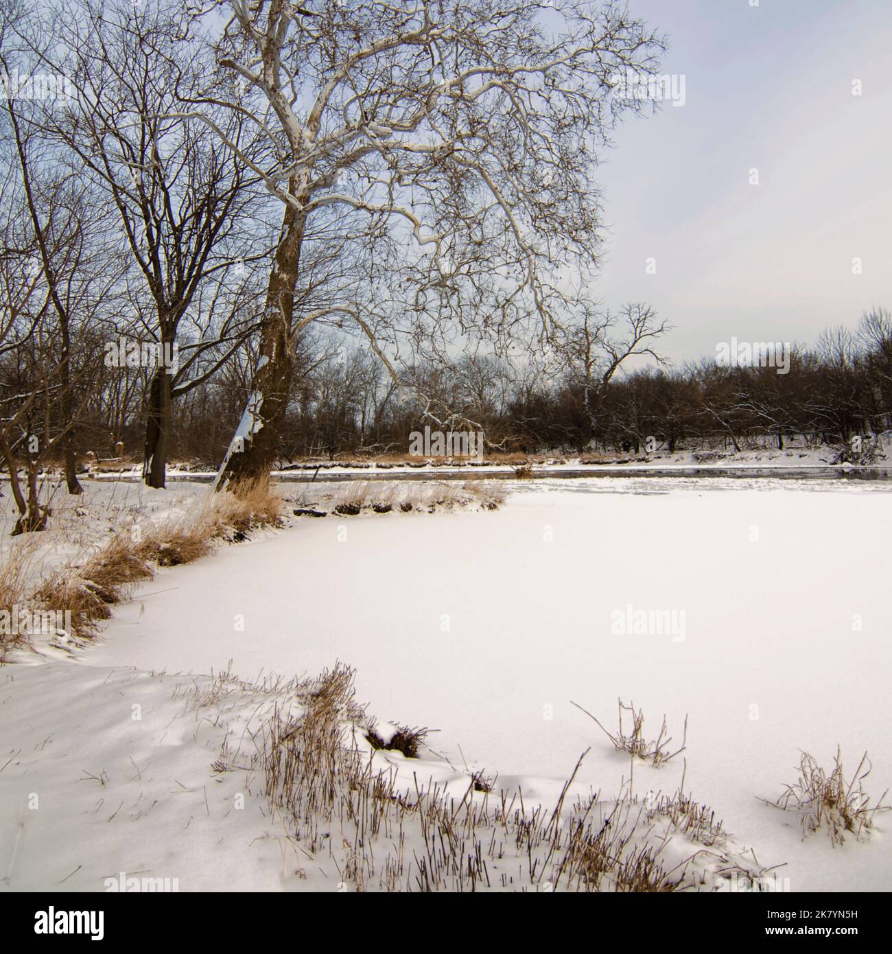 A Sycamore tree stands guard on a curve in the DuPage River in Hammel ...