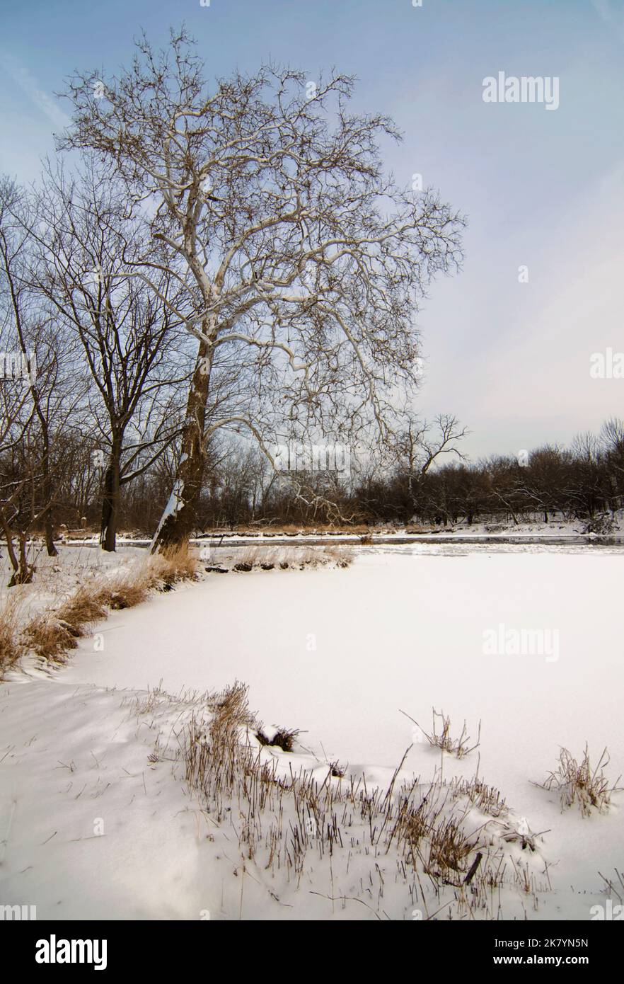 A Sycamore tree stands guard on a curve in the DuPage River in Hammel ...