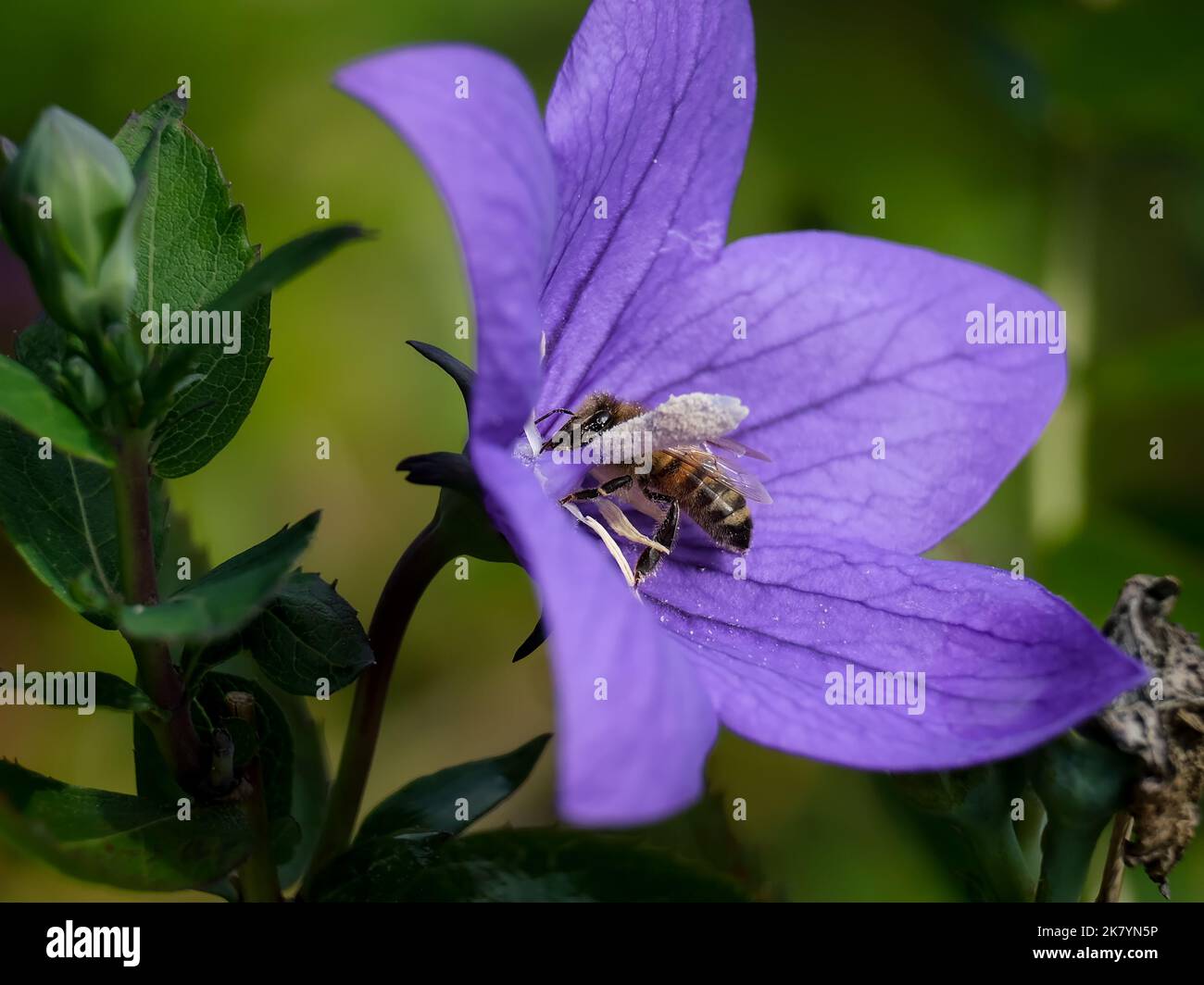 Macro shot of a bee or bumblebee: details that are otherwise hard to ...