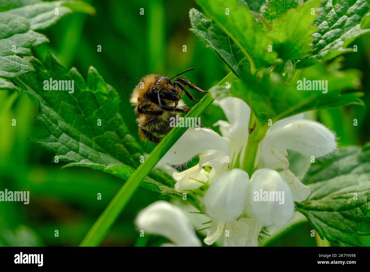 Macro shot of a bee or bumblebee: details that are otherwise hard to ...