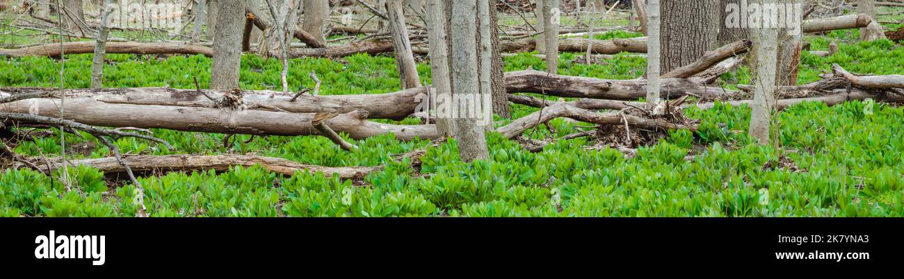 Bluebells emerge on the forest floor in April, Messenger Woods Forest ...