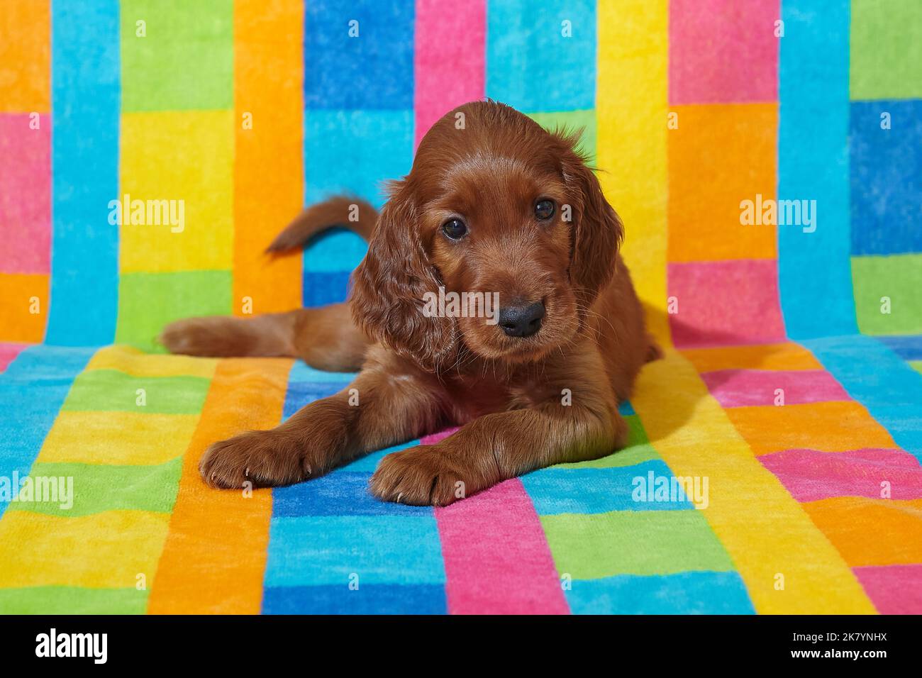 Brown adorable Irish Setter puppy. photo shoot on a multicolored ...