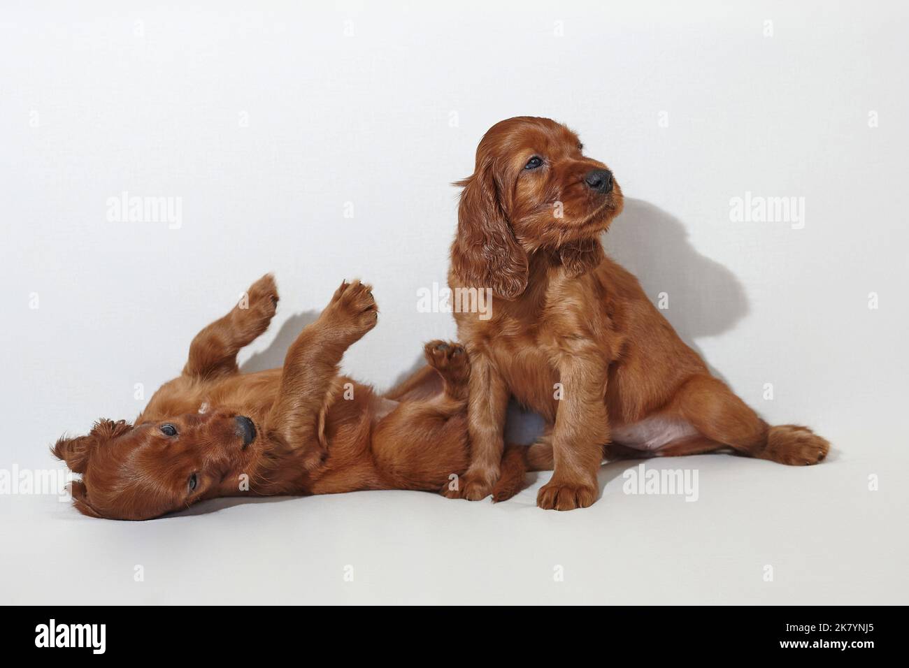 two little brown adorable Irish setter puppies are playing. photo shoot ...