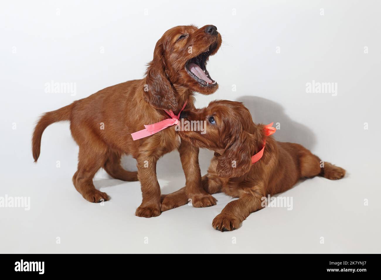two little brown adorable Irish setter puppies are playing. photo shoot ...