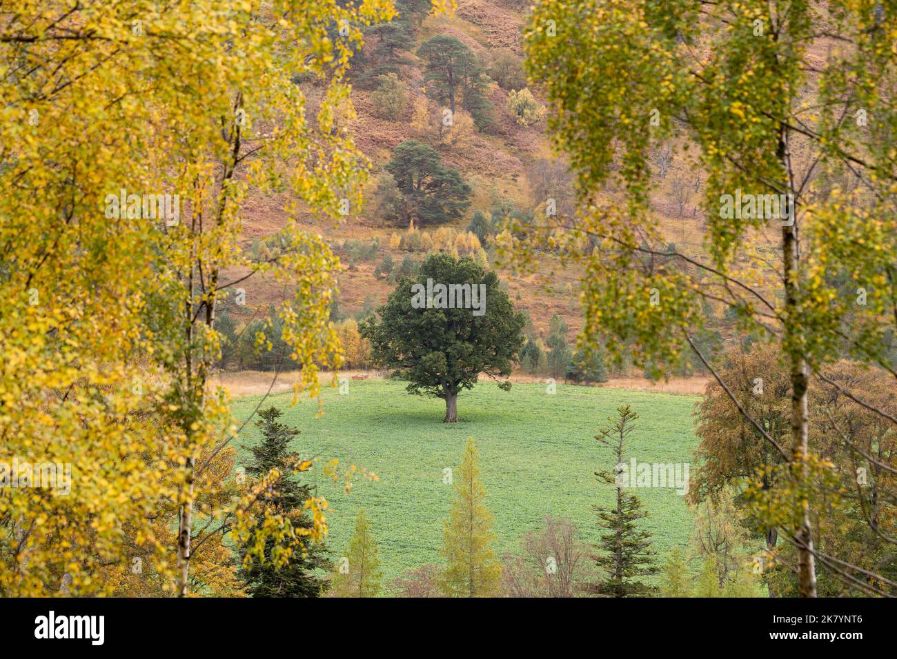 A fully green deciduous lone tree in field surrounded by the autumnal ...