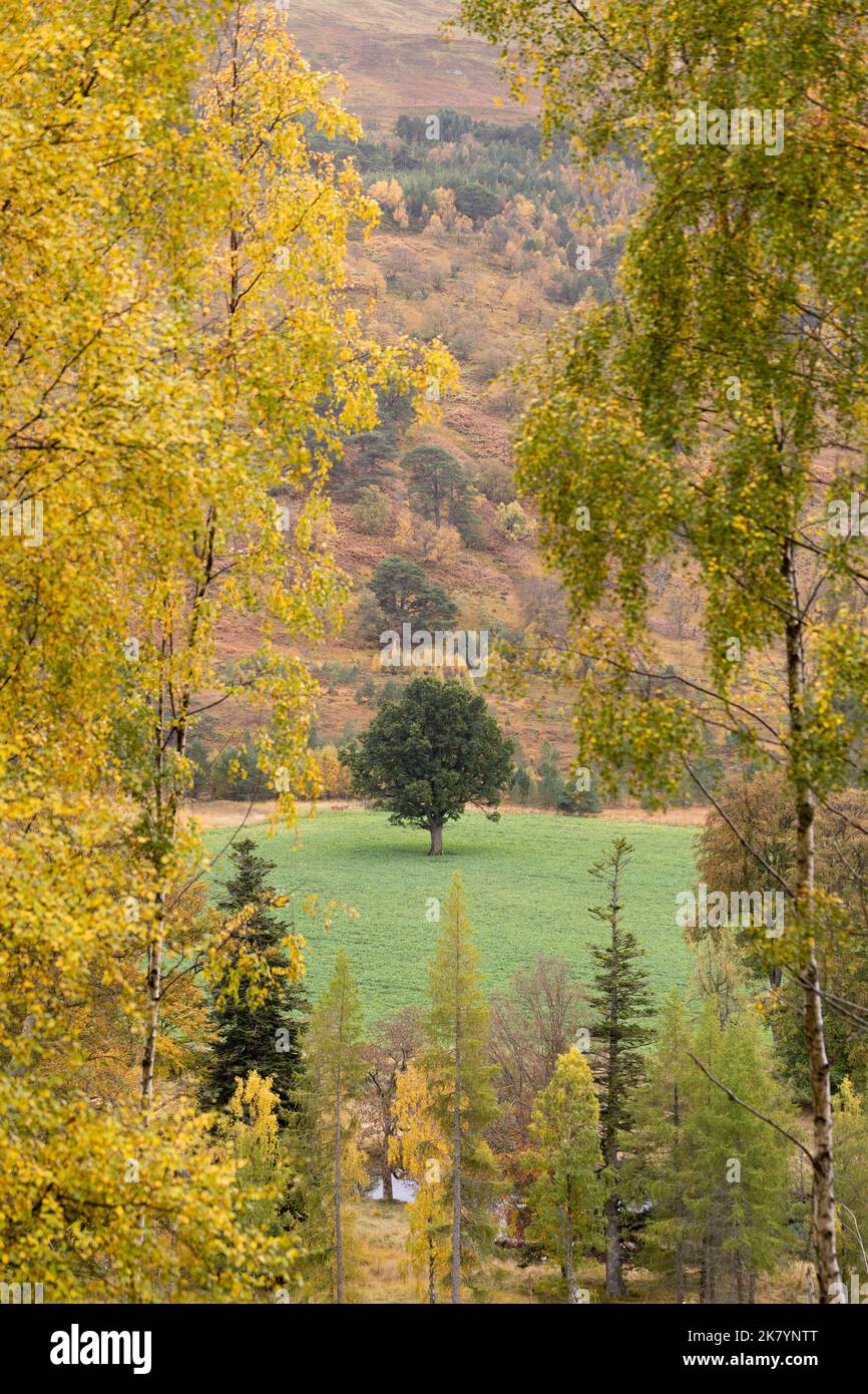 A fully green deciduous lone tree in field surrounded by the autumnal ...