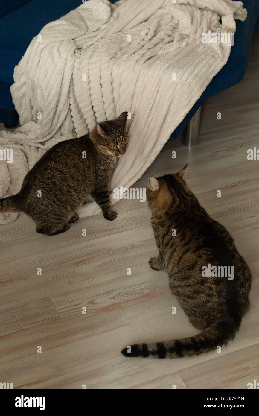 Two cats fight together on the floor in the apartment Stock Photo - Alamy