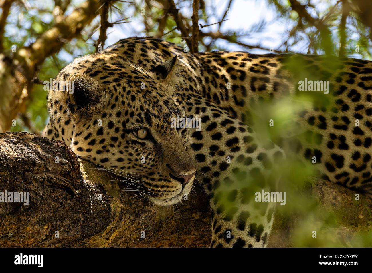 Leopardlover hi-res stock photography and images - Alamy