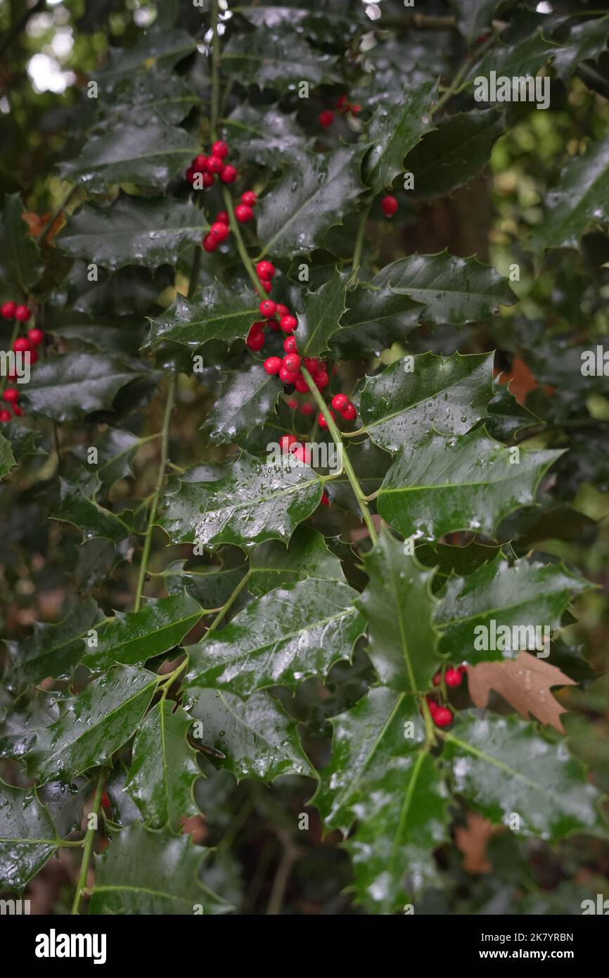 Wallpapers for poems hi-res stock photography and images - Alamy