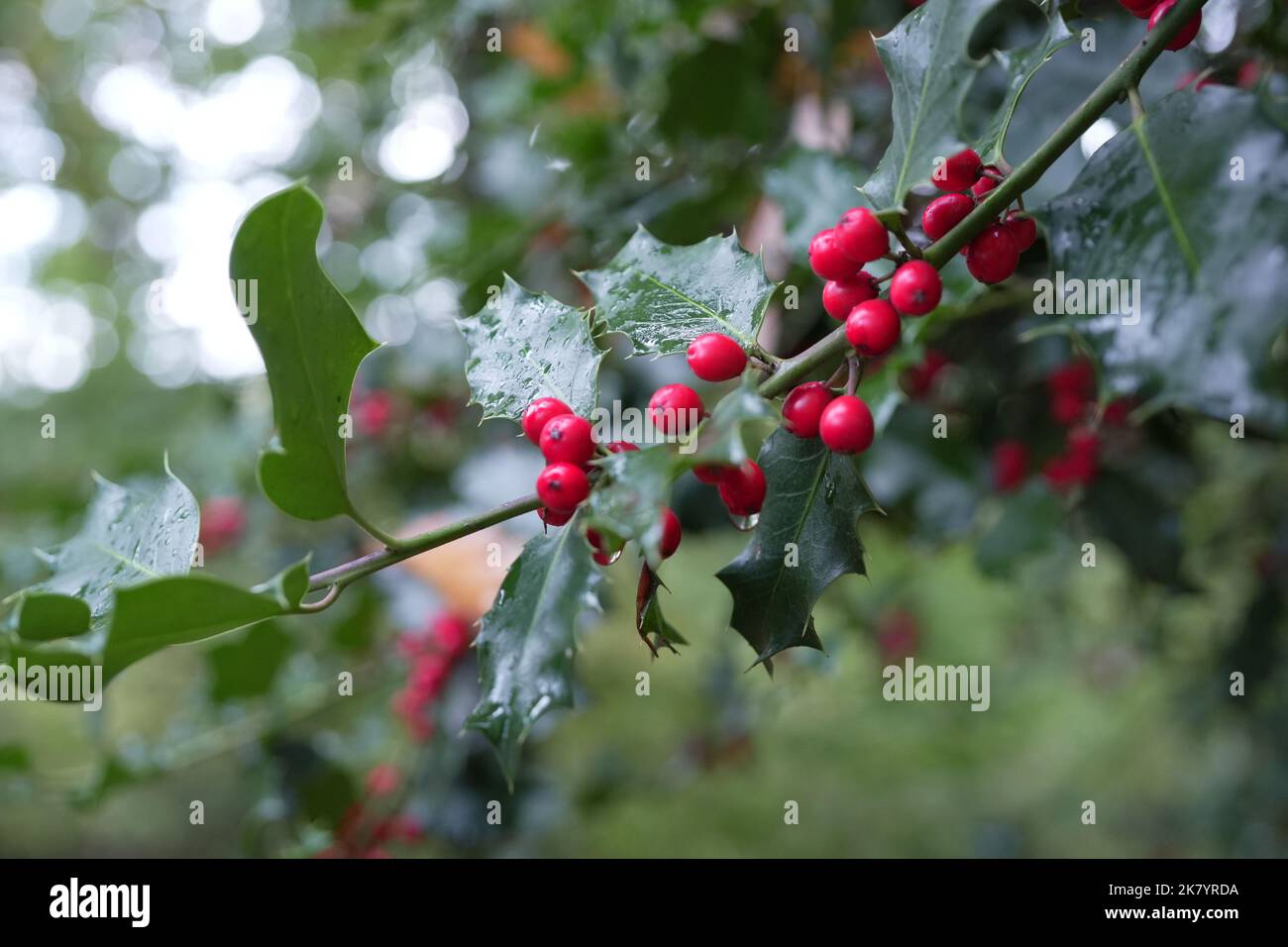 Wallpapers for poems hi-res stock photography and images - Alamy