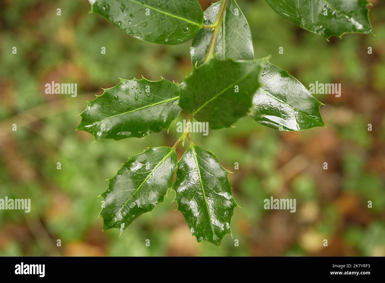 Autumn in Germany Stock Photo - Alamy