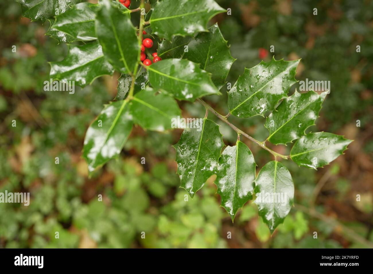 Autumn in Germany Stock Photo - Alamy