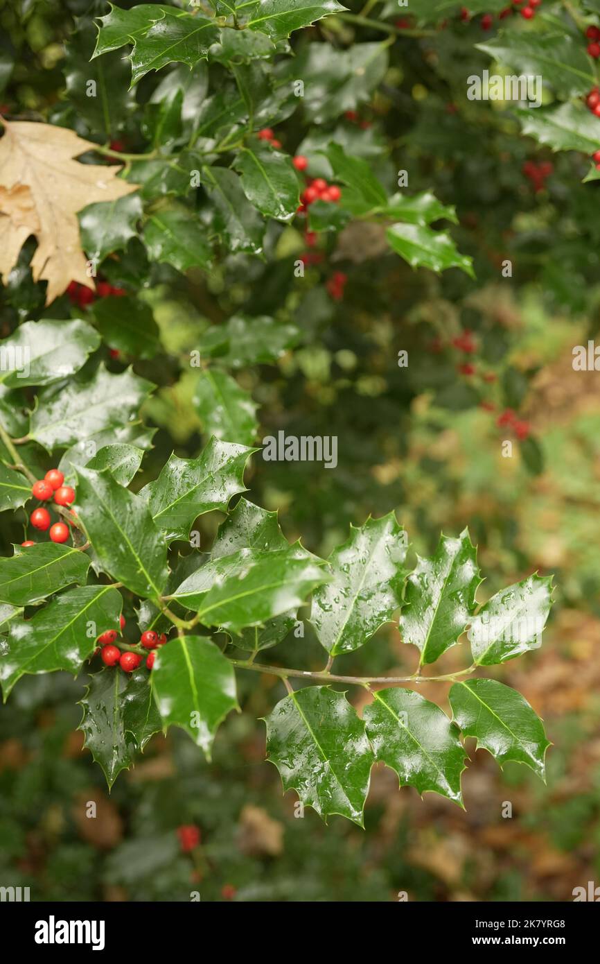 Wallpapers for poems hi-res stock photography and images - Alamy