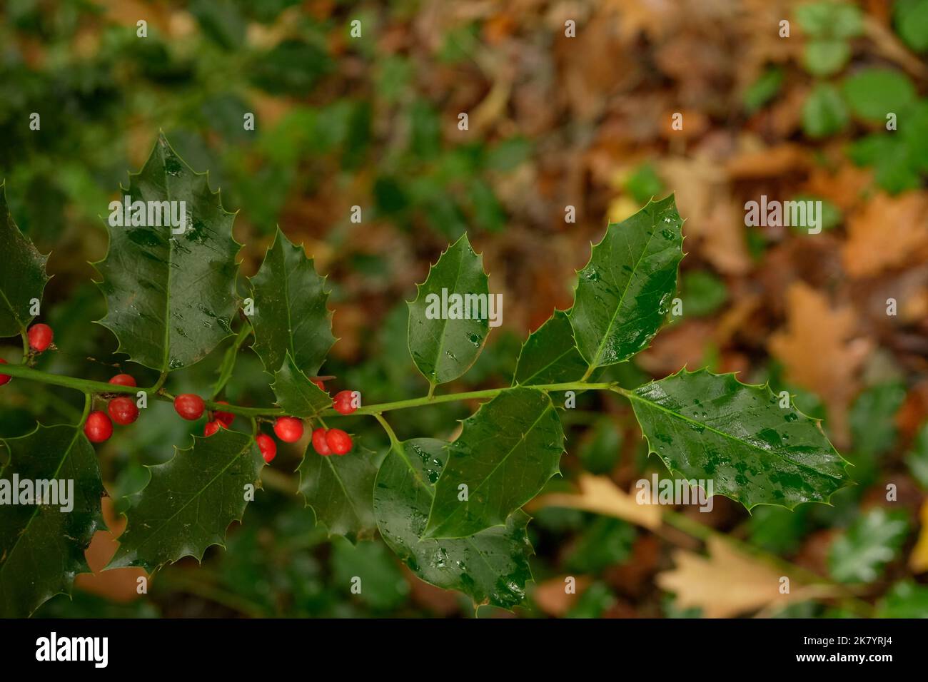 Sfondi hintergrund hi-res stock photography and images - Alamy