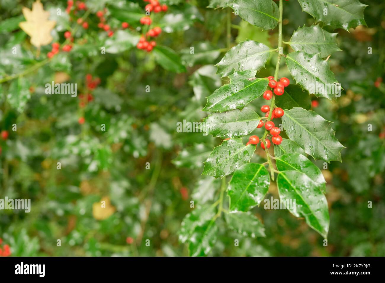 Autumn in Germany Stock Photo - Alamy