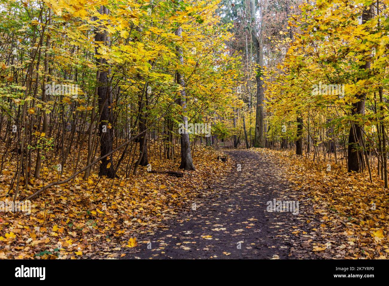 Autumn view of a forest path in Kunraticky forest in Prague, Czech ...