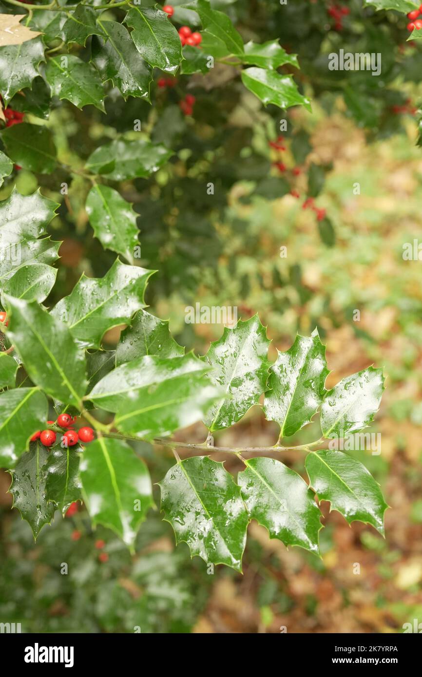 Wallpapers for poems hi-res stock photography and images - Alamy