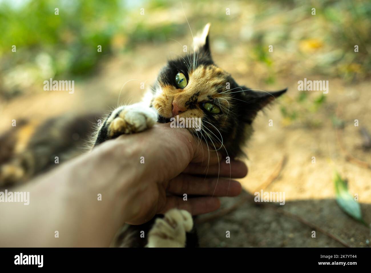 Cat bites hand. Playing with cat on street. Stray animal in summer ...